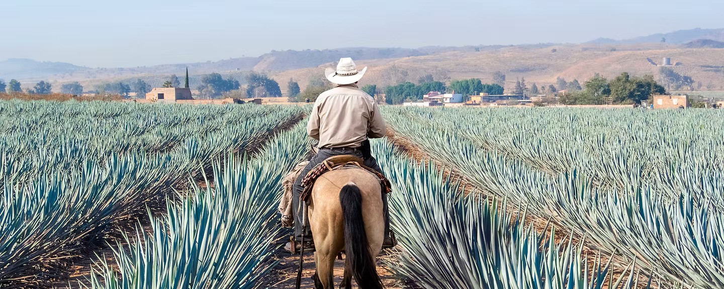 Paloma Tequila and Tacos 8184 Main Street, Suite 100 | Toast