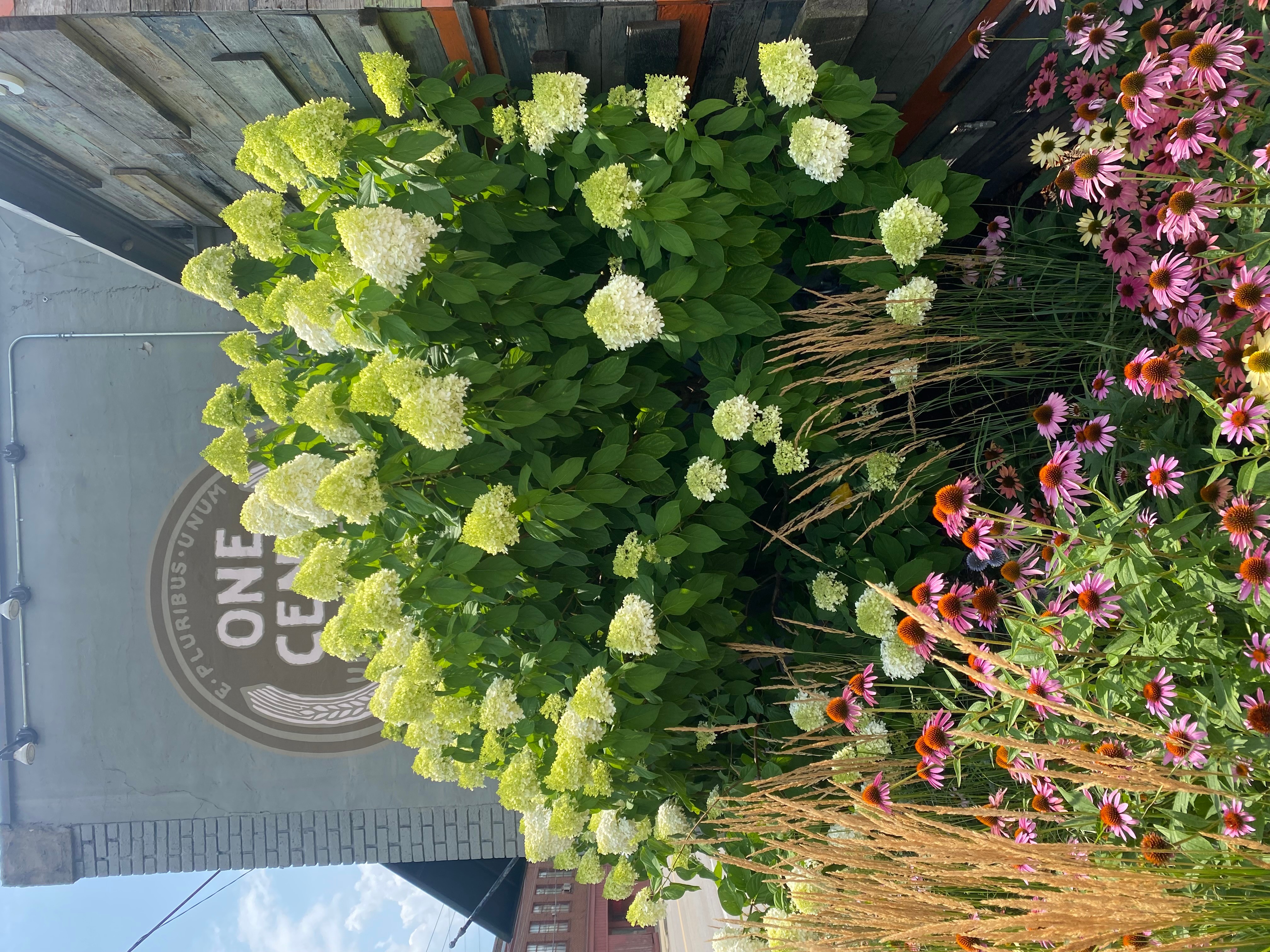 Wheat Penny Oven And Bar - LG Tommaso