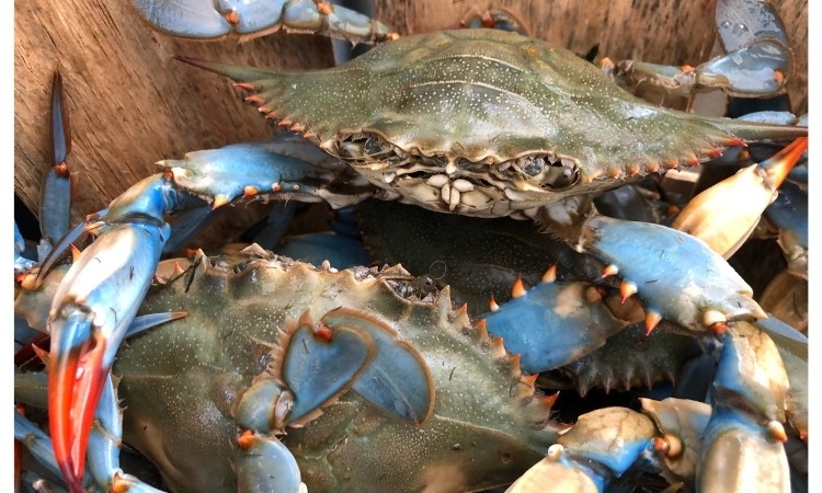 Mr. Bill's Fresh Seafood & The Fat Crab Cafe - SPECIAL - Buy 2lbs, get ...